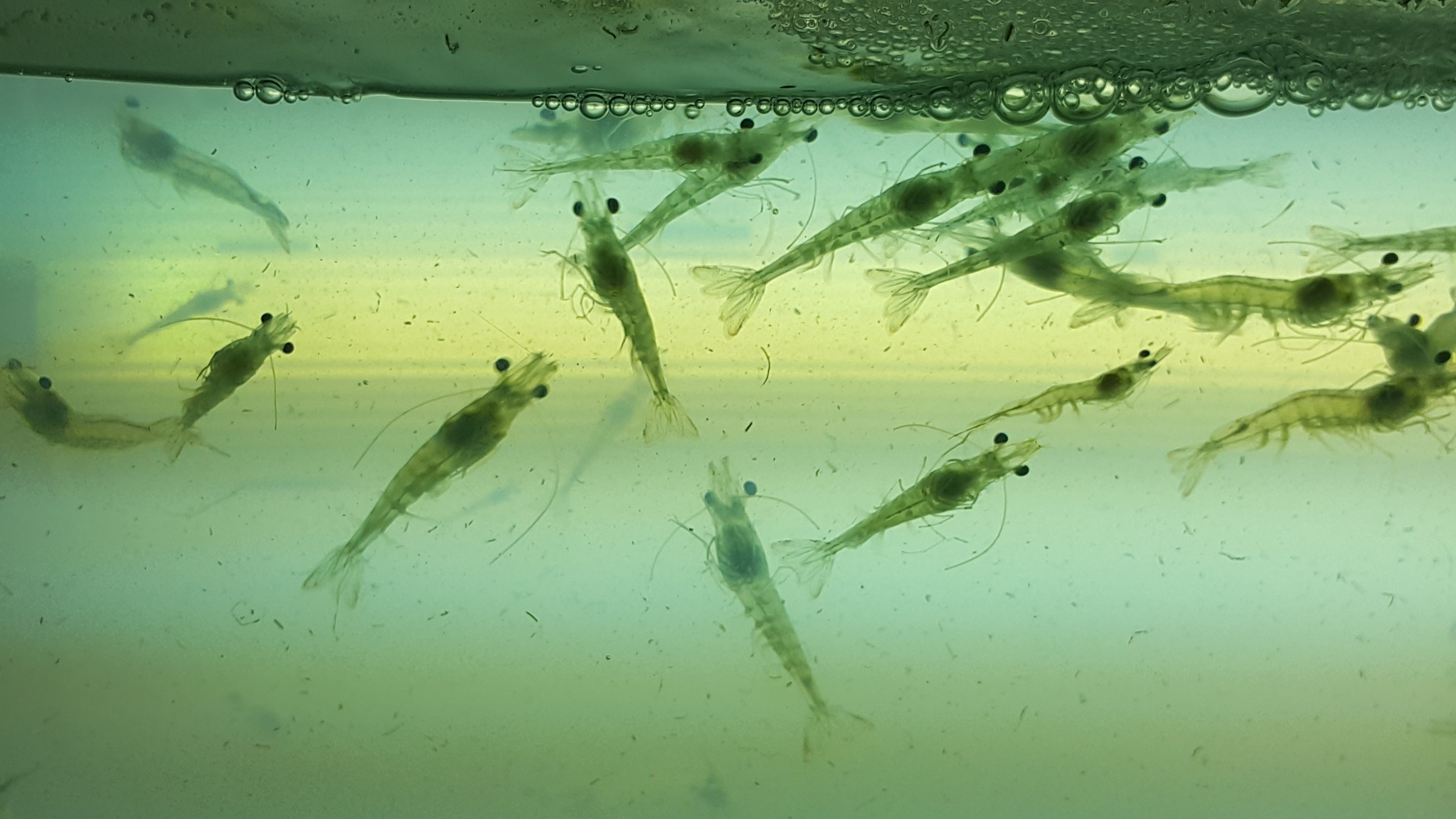 Celebrating World Science Day: Science, Seafood, and a Sustainable ...